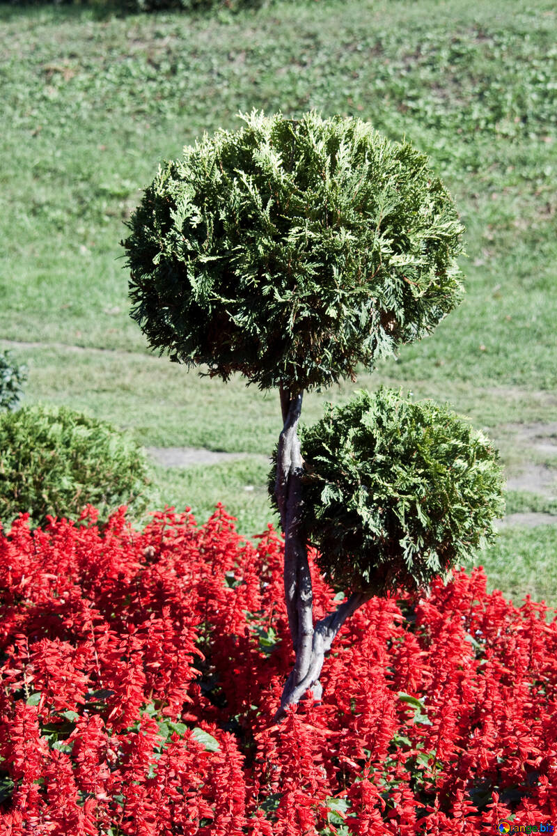 Tree Topping - Okanagan Tree Cutters